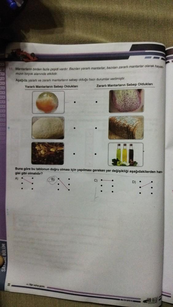 11. Mantarların birden fazla pepidi vardır. Bazılar yararlı mantartar ...