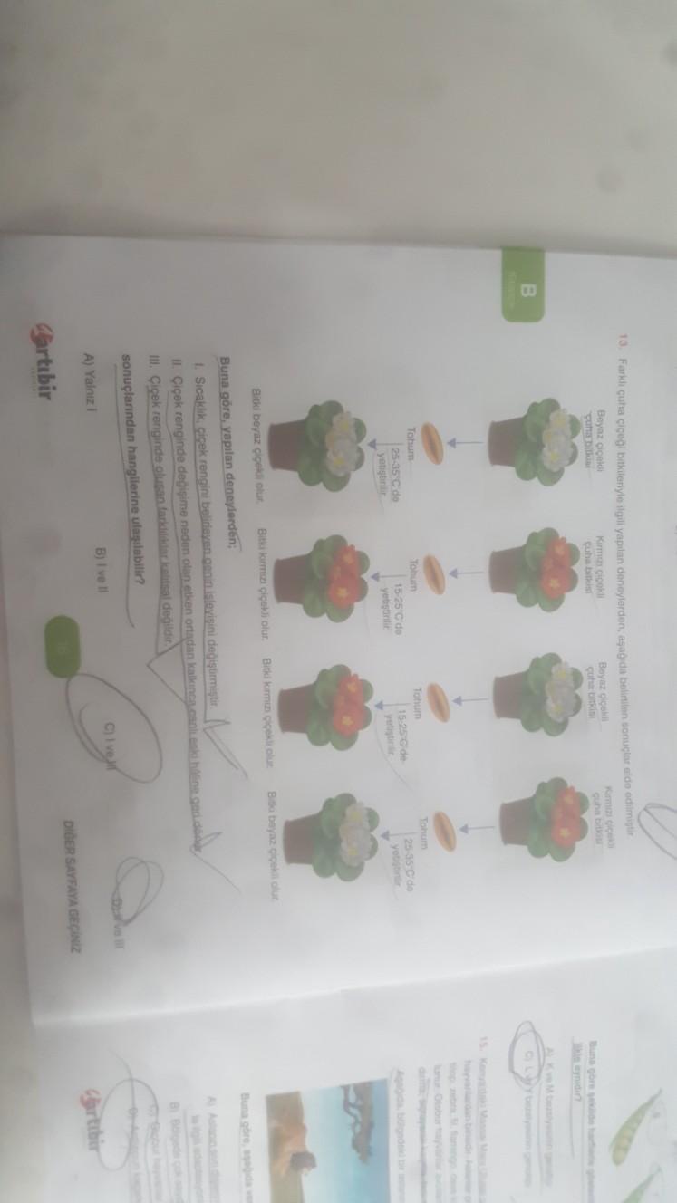 13. Fanklicuha ciçeği bitkileriyle ilgili yapılan deneylerden, asagida ...