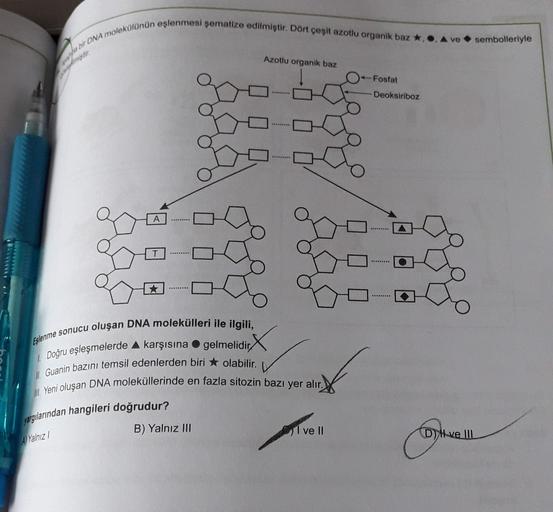 DNA molekülünün eşlenmesi şematize edilmiştir. Dört çeşit azotlu ...