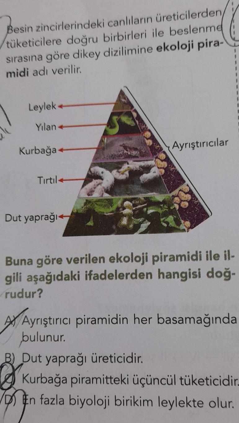 Besin zincirlerindeki canlıların üreticilerden tüketicilere doğru ...