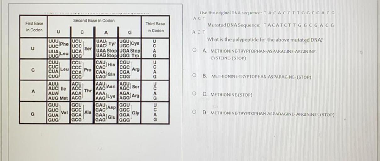 Second Base in Codon First Base in Codon Third Base ... - Biology