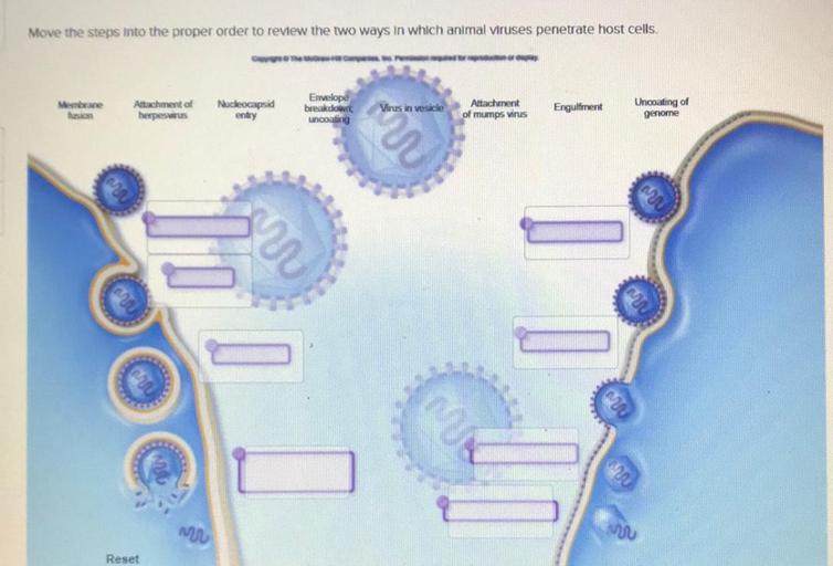 Move the steps into the proper order to review the t... - Biology