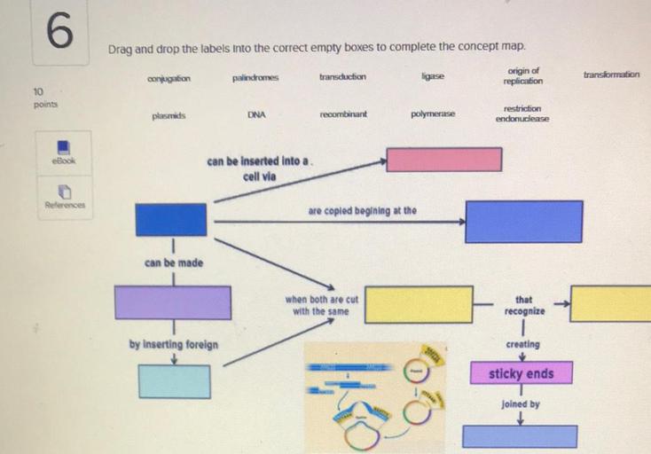 6 Drag and drop the labels Into the correct empty bo... - Biology