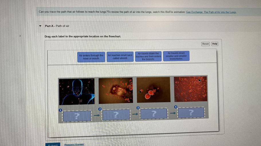 Can You Trace The Path That Air Follo Anatomy And Physiology can-you-trace-the-path-that-air-follo-anatomy-and-physiology
