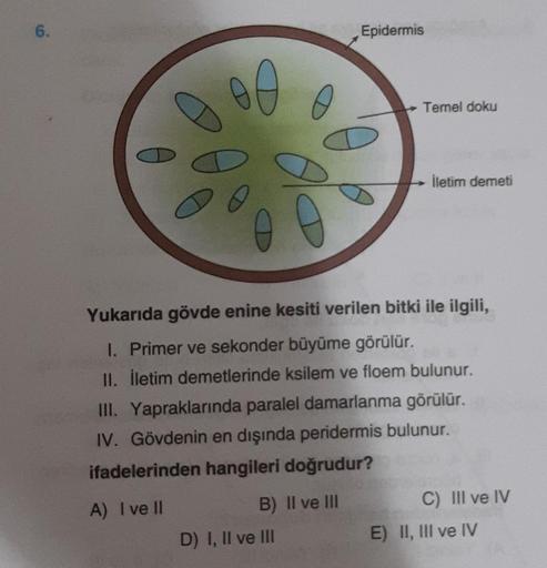 6. Epidermis Temel doku iletim demeti Yukarıda gövd... - Biyoloji