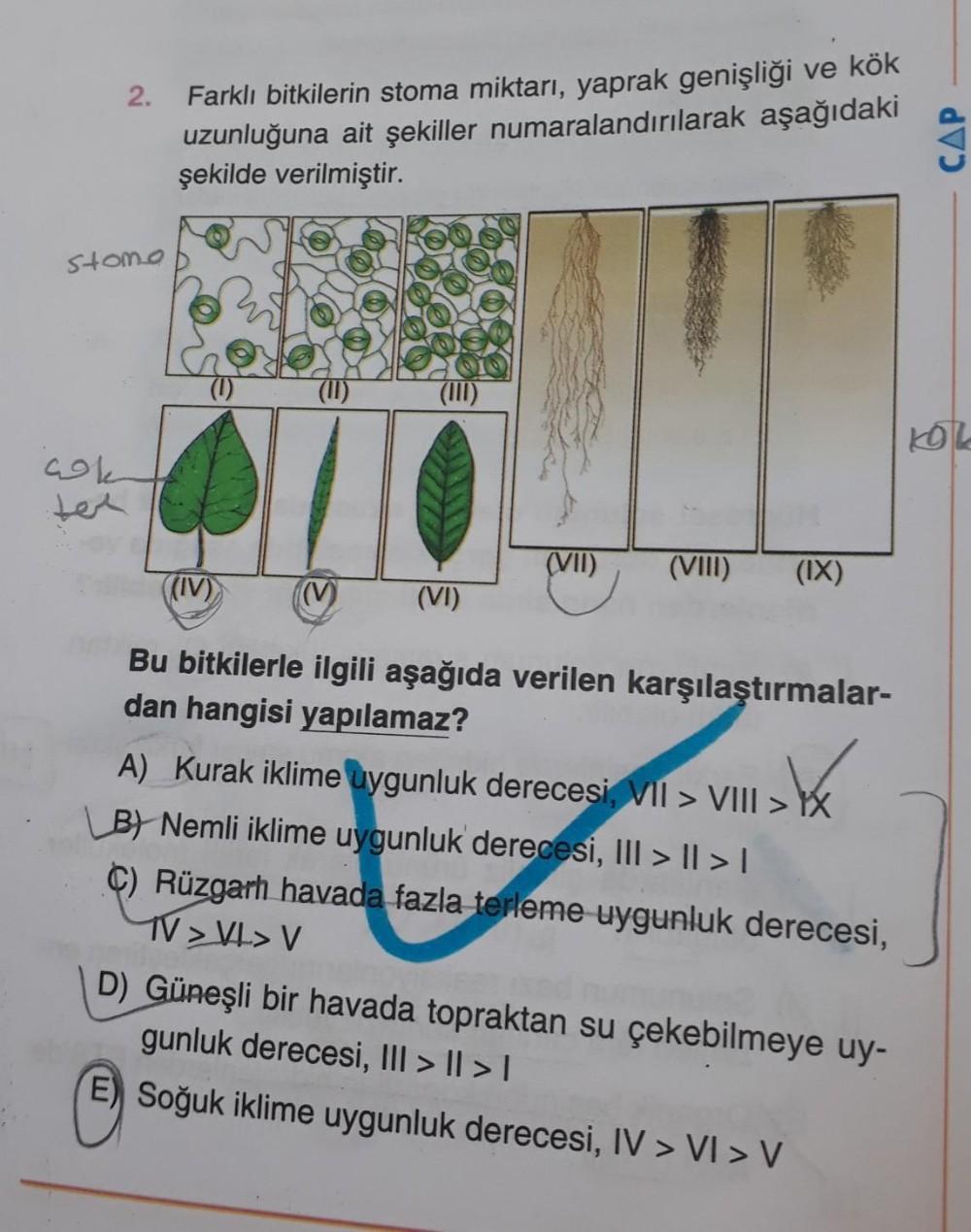 2. Farklı bitkilerin stoma miktarı, yaprak genişliğ... - Biyoloji