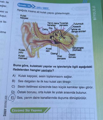 nalı ile ağlar. Örnek 12 LYS / 2017 Aşağıda insana ait kulak yapısı ...