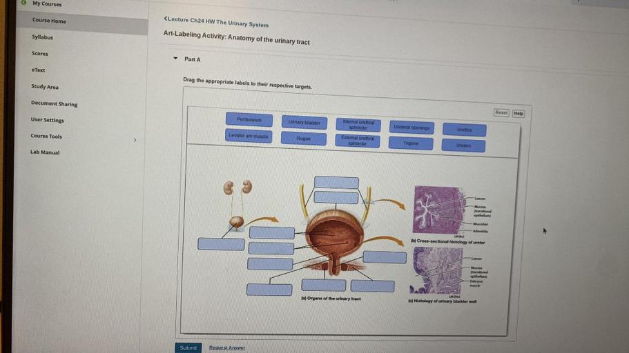 My Courses Course Home