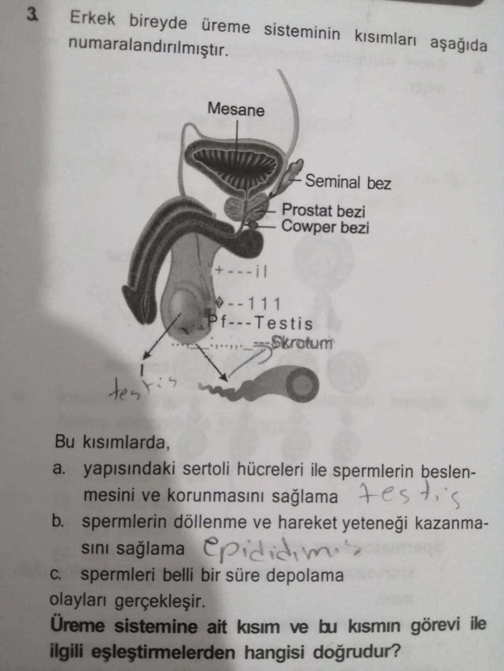 3 Erkek bireyde üreme sisteminin kısımları aşağıda ... - Biyoloji