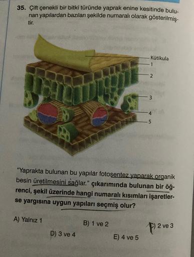 35. Çift çenekli bir bitki türünde yaprak enine kes... - Biyoloji