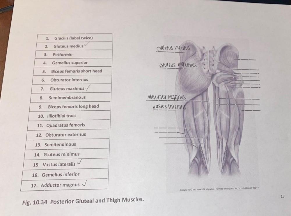 1. Gracilis (label twice) 2. Gluteus ... - Anatomy and Physiology