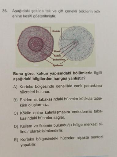 36. Aşağıdaki şekilde tek ve çift çenekli bitkileri... - Biyoloji