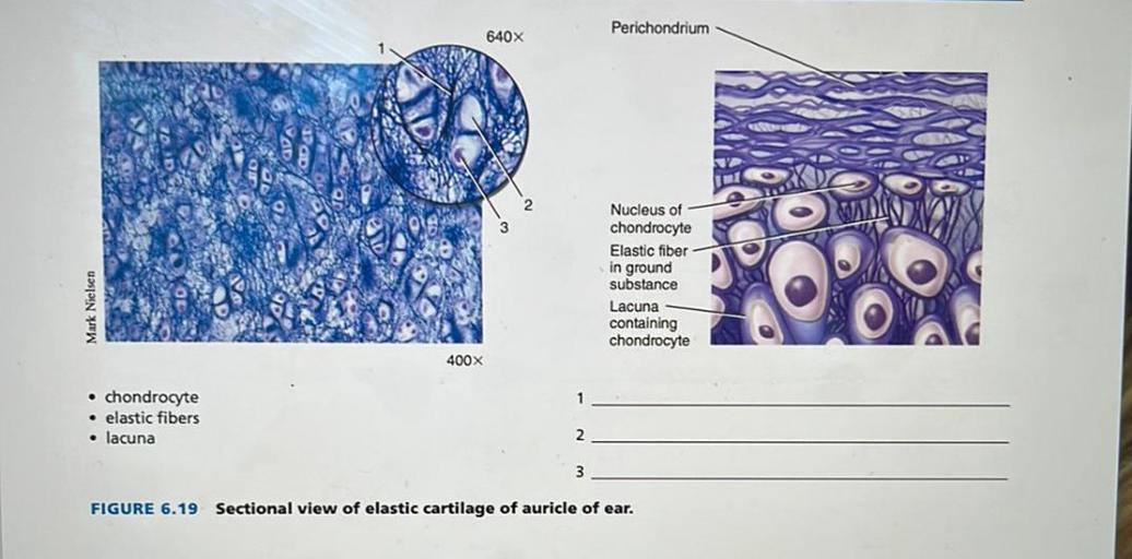 Perichondrium 640X Mark Nielsen Nucle... - Anatomy and Physiology