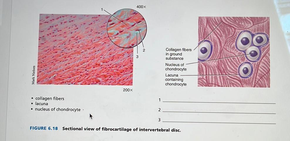 400X Mark Nielsen Collagen fibers in ... - Anatomy and Physiology