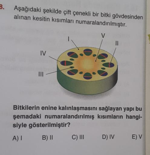 B. Aşağıdaki şekilde çift çenekli bir bitki gövdesi... - Biyoloji
