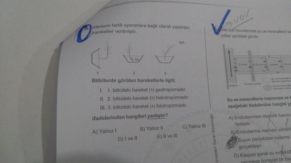Bitkilerin farklı uyaranlara bağlı olarak yaptıklar... - Biyoloji