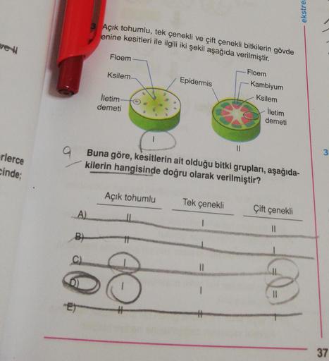 ekstre Açık tohumlu, tek çenekli ve çift çenekli bi... - Biyoloji