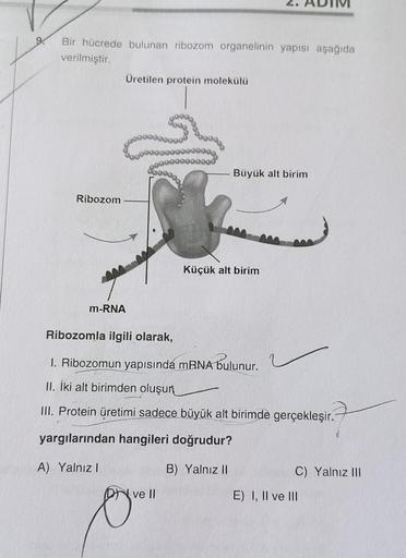 Bir hücrede bulunan ribozom organelinin yapısı aşağıda verilmiştir ...