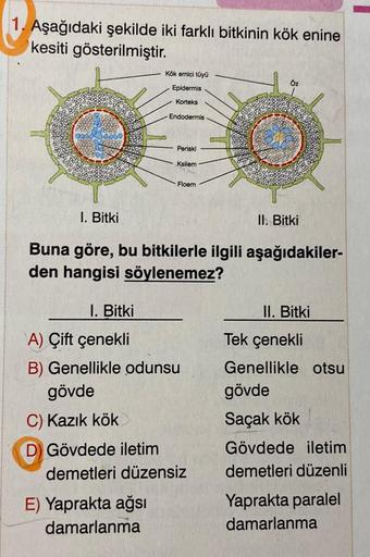 1. Aşağıdaki şekilde iki farklı bitkinin kök enine ... - Biyoloji