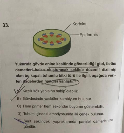 33. Korteks Epidermis Yukarıda gövde enine kesitind... - Biyoloji