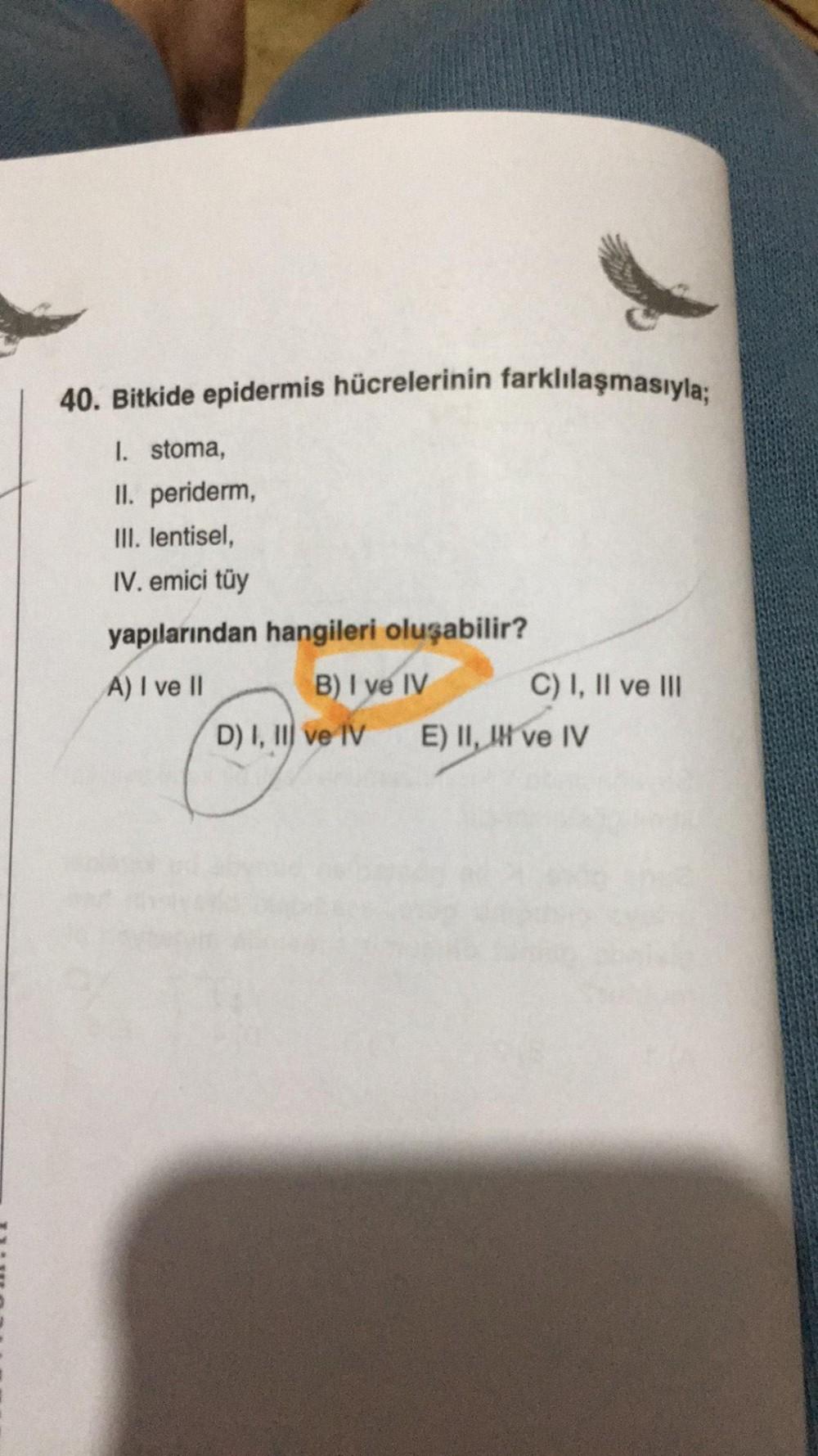 40. Bitkide epidermis hücrelerinin farklılaşmasıyla... - Biyoloji