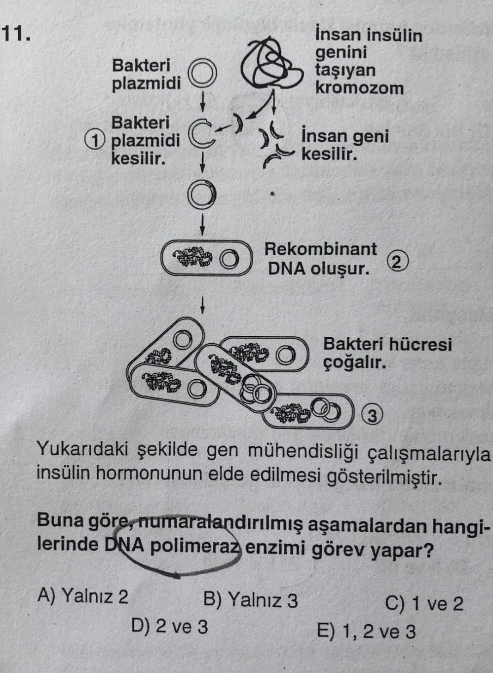 11. İnsan insülin genini taşıyan kromozom Bakteri p... - Biyoloji