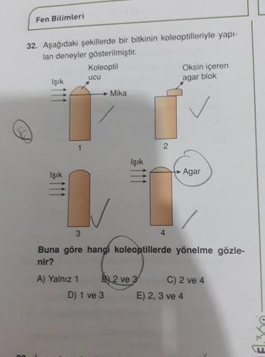 Fen Bilimleri 32. Aşağıdaki şekillerde bir bitkinin... - Biyoloji