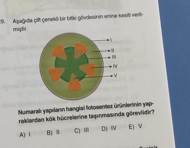 29. Aşağıda çift çenekli bir bitki gövdesinin enine... - Biyoloji