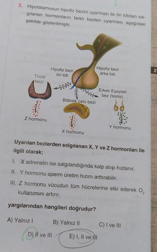 3. Hipotalamusun hipofiz bezini uyarması ile ön lobdan sal- gılanan ...