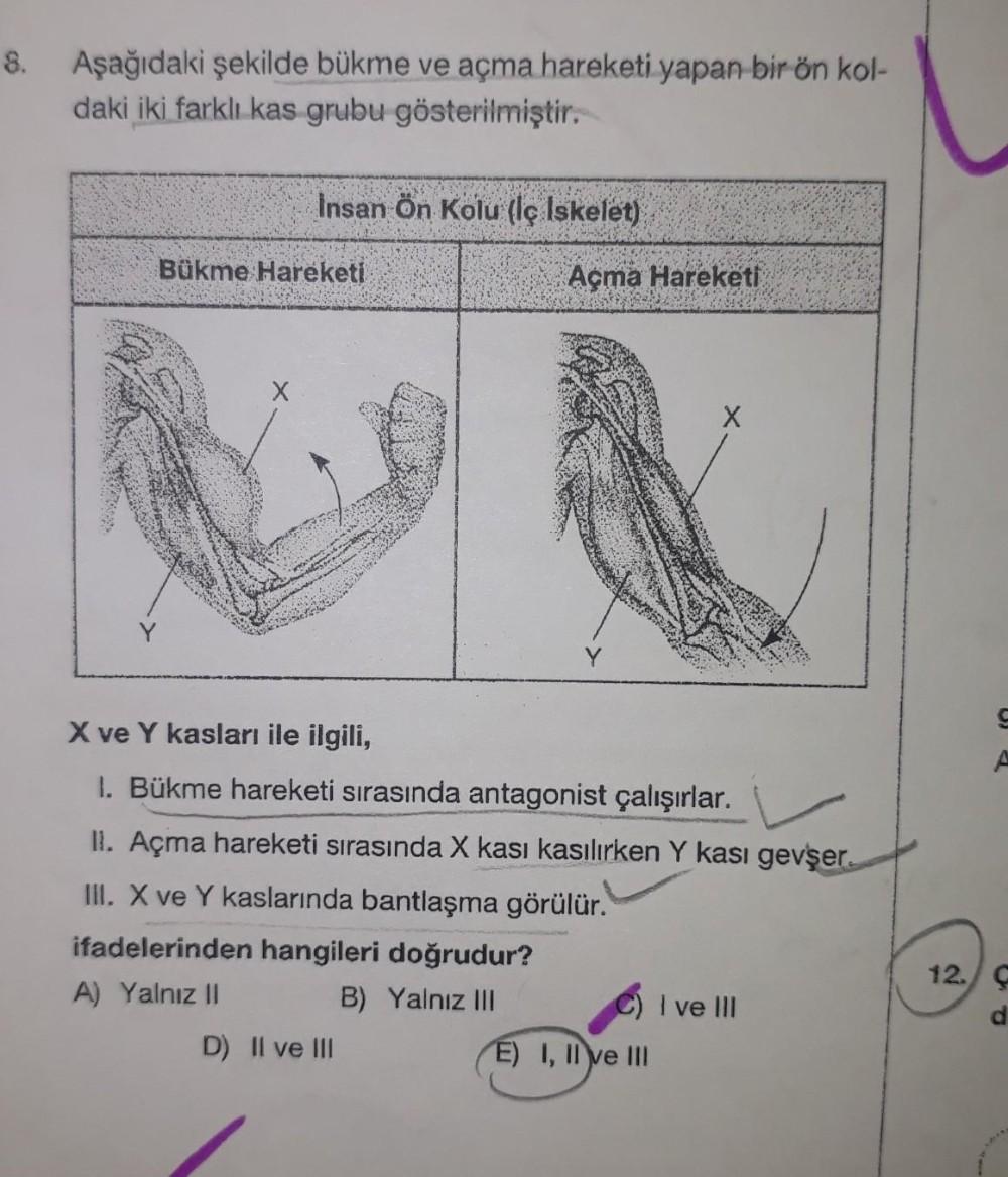 8. Aşağıdaki şekilde bükme ve açma hareketi yapan b... - Biyoloji