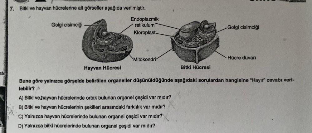 ste 7. Bitki ve hayvan hücrelerine ait görseller aşağıda verilmiştir ...