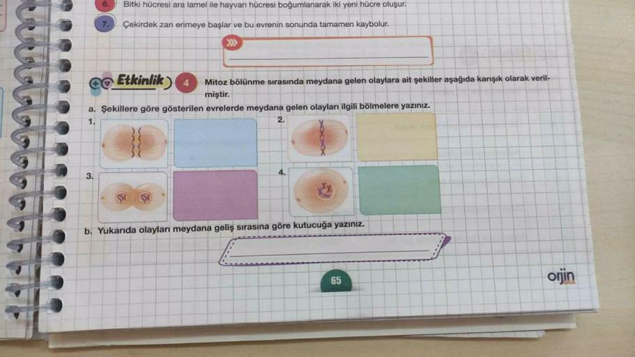 6. 7. *Q 3. Bitki hücresi ara lamel ile hayvan hücresi boğumlanarak iki ...