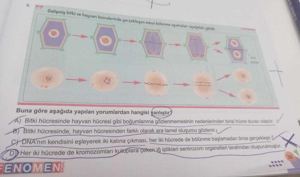Gelişmiş bitki ve hayvan hücrelerinde g... - Ortaokul Fen Bilgisi