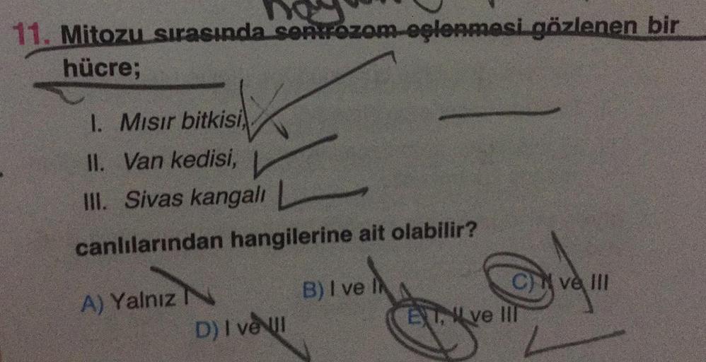 nos 11. Mitozu sırasında sentrozom-eşlenmesi gözlenen bir hücre; 1 ...