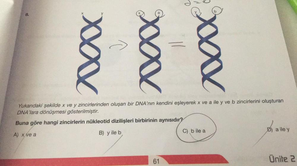 8 Xxxv Xxxx Xxxxx Yukarıdaki şekilde X Ve Y Zincirlerinden Oluşan Bir Dnanın Kendini Eşleyerek