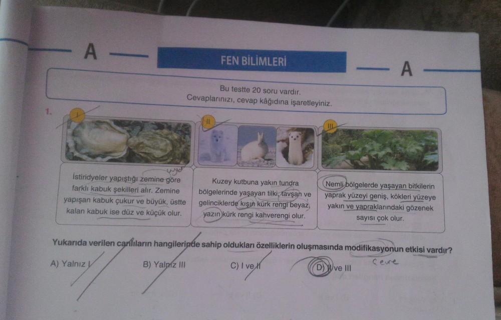 1. - A - İstiridyeler yapıştığı zemine göre farklı kabuk şekilleri alır ...