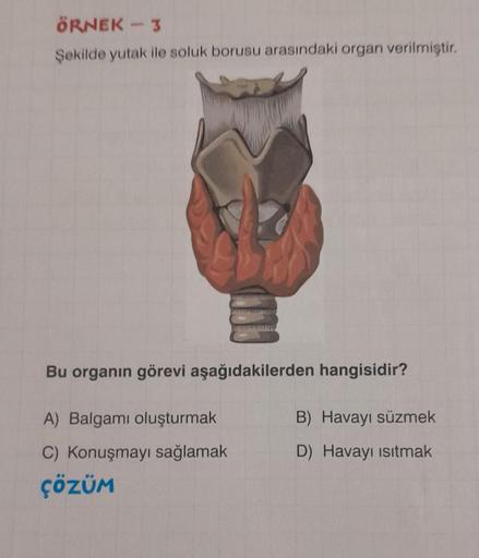 ÖRNEK - 3 Şekilde yutak ile soluk borusu arasındaki organ verilmiştir ...