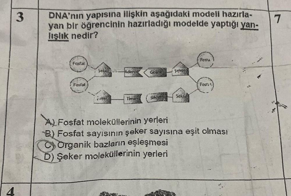 4 3 DNA'nın yapısına ilişkin aşağıdaki modeli hazırla- yan bir ...