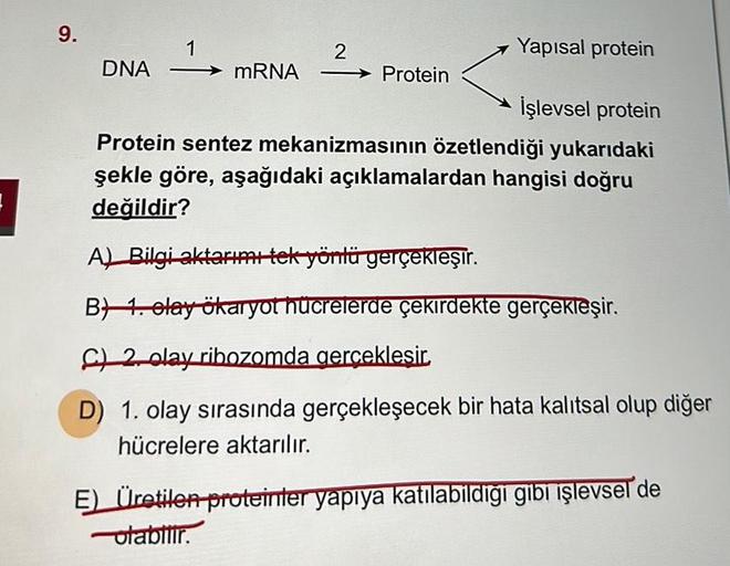ļ 9. DNA 1 2 mRNA - Protein Yapısal protein İşlevse... - Biyoloji
