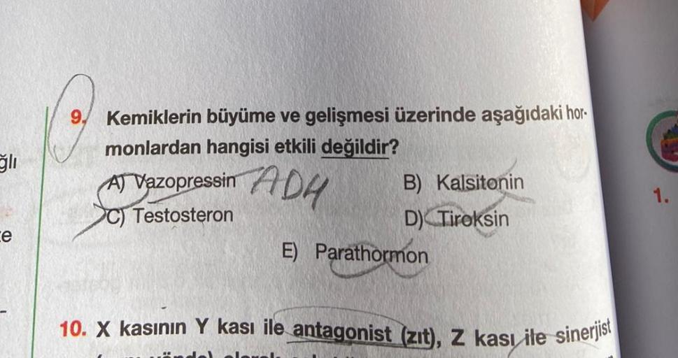 ğlı Ce 9 Kemiklerin Büyüme Ve Gelişmesi üzerinde A Biyoloji