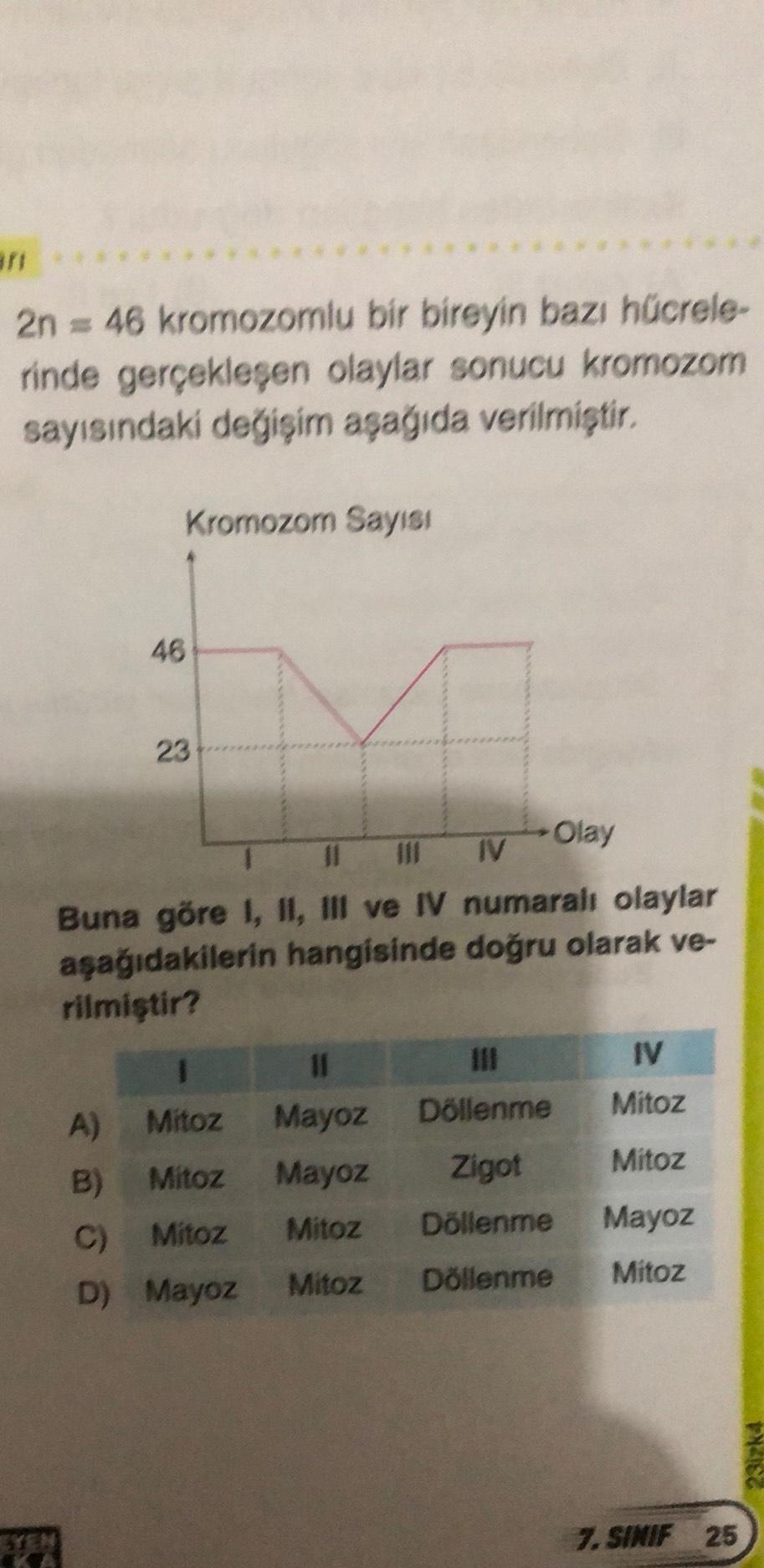 an 2n = 46 kromozomlu bir bireyin bazı hücrele- rinde gerçekleşen ...