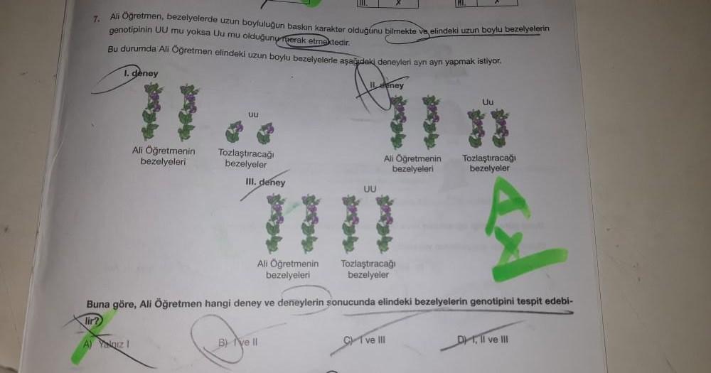 7. Ali Öğretmen, bezelyelerde uzun boyluluğun baskın karakter olduğunu ...