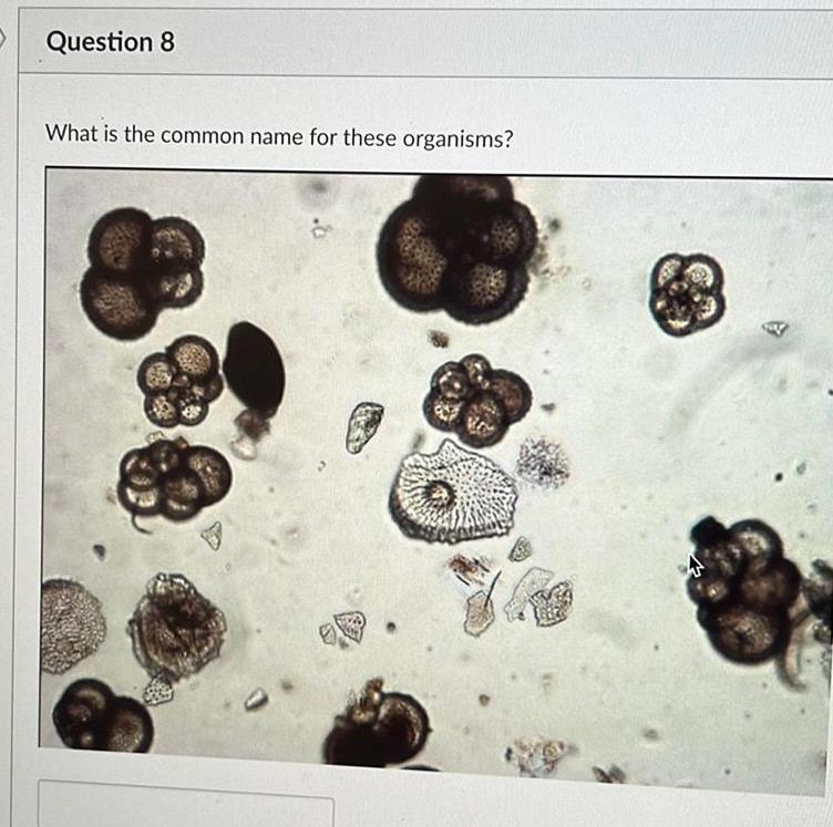 ANSWERED Question 8 What Is The Common Name For These Organis ANSWERED Question 8 What Is The Common Name For These Organis