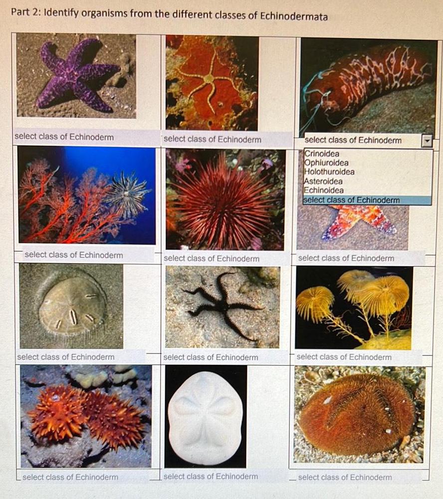 Class Concentricycloidea